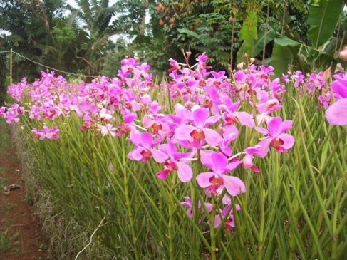 Media Tanam Untuk Anggrek Tanah – RajaBeli.Com